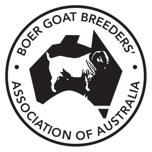 KASeBA – Premium Boer Goats and Dorper Sheep in Indonesia - kambing ...