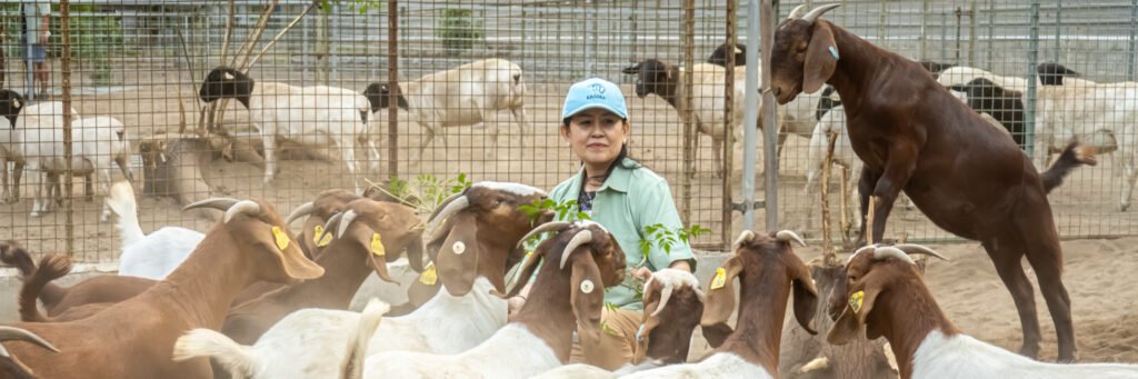 Fondasi Galur Kambing Boer dan Domba Dorper Kaseba yang Di-impor dari ...